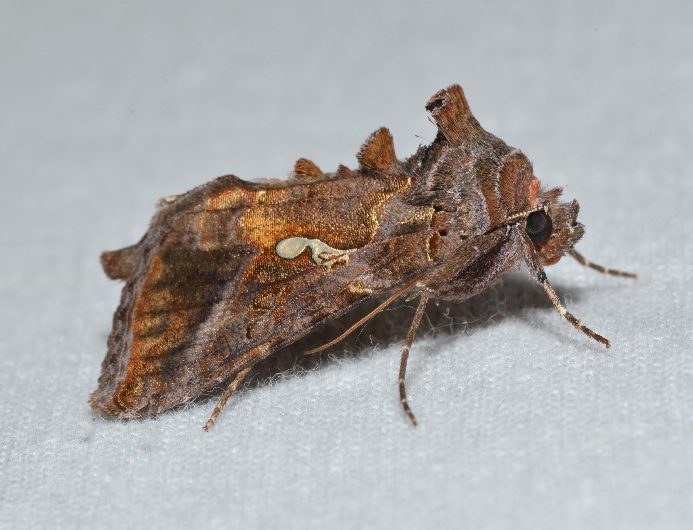 Autographa precationis (Autographa precationis) - Picture Insect