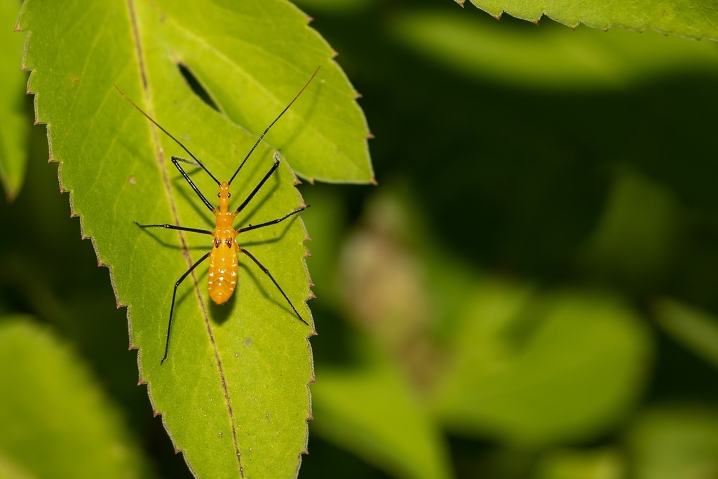 Zelus (Zelus) - Picture Insect