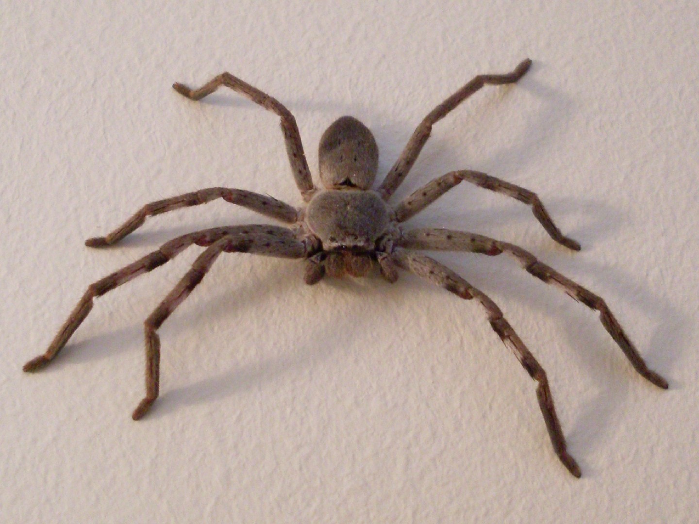 Isopeda vasta (Isopeda vasta) - Picture Insect