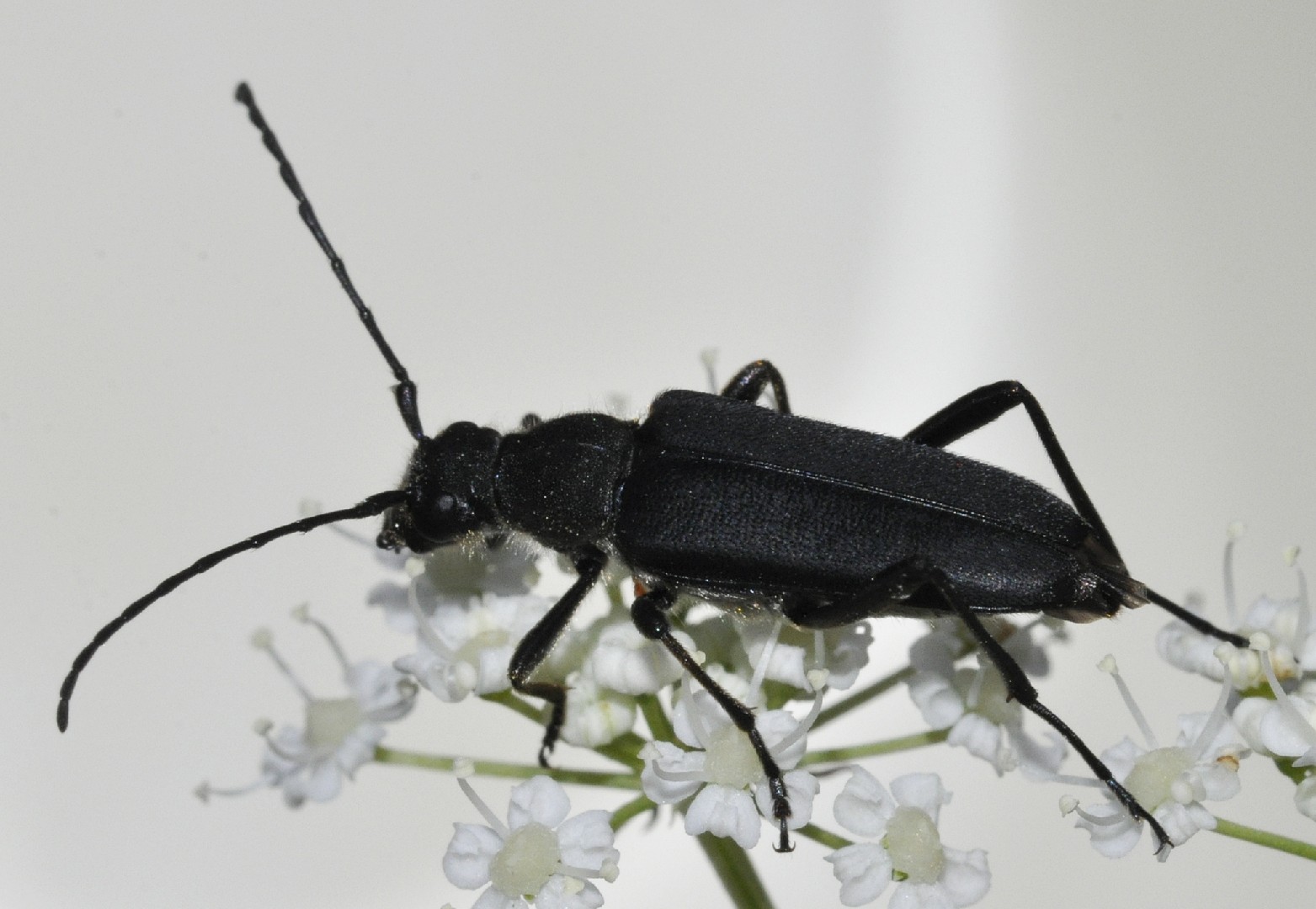 Anastrangalia dubia (Anastrangalia dubia) - Picture Insect