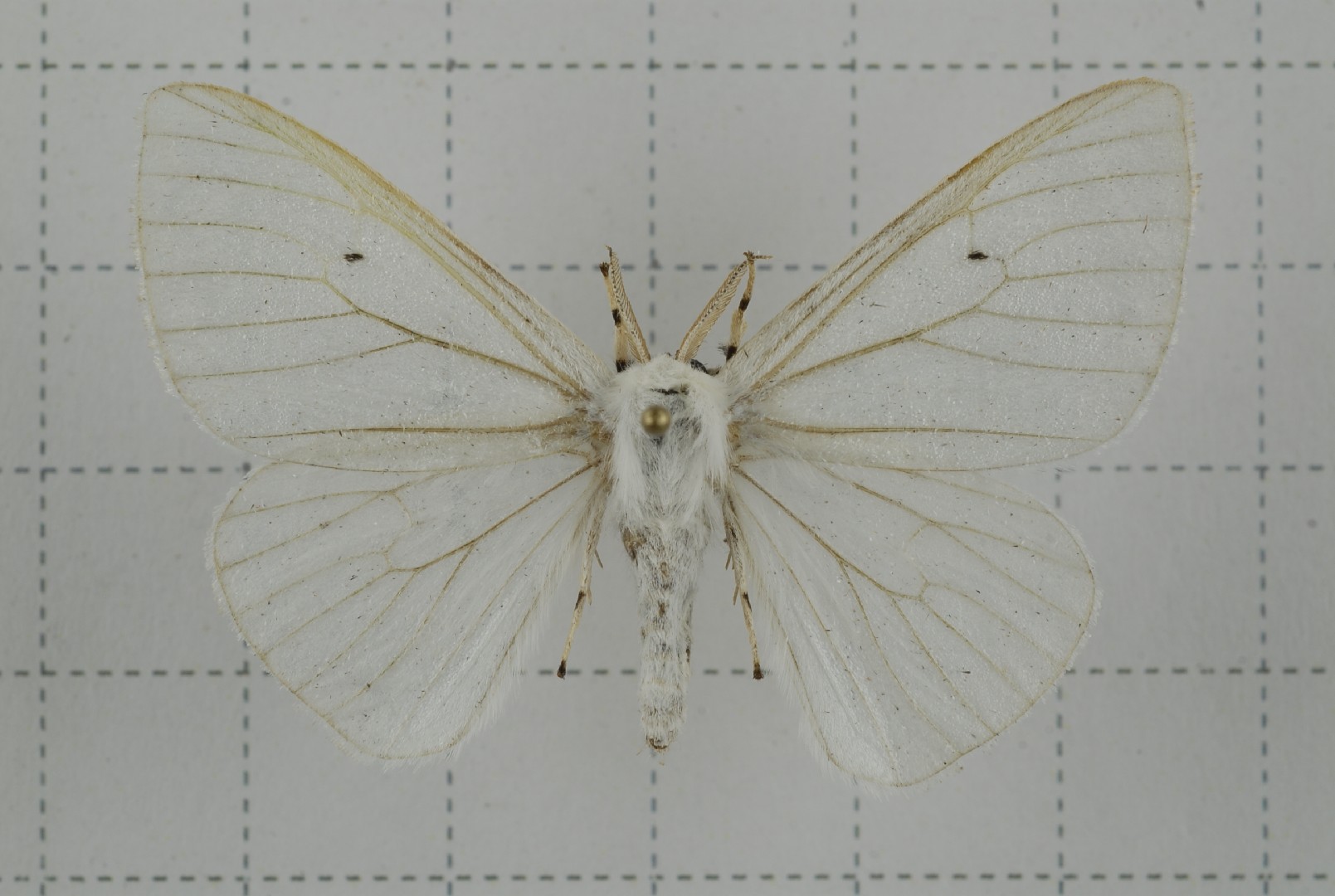 Arctornis cygna (Arctornis cygna) - Picture Insect