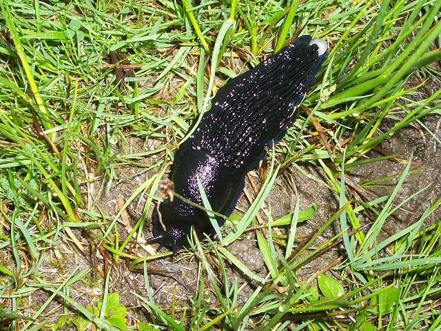 Babosa común (Arion ater) - Picture Insect