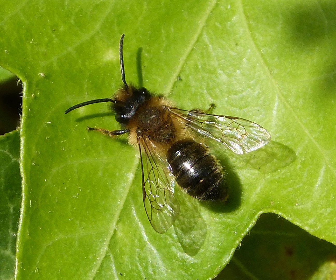 Andrena nigroaenea (Andrena nigroaenea) - Picture Insect