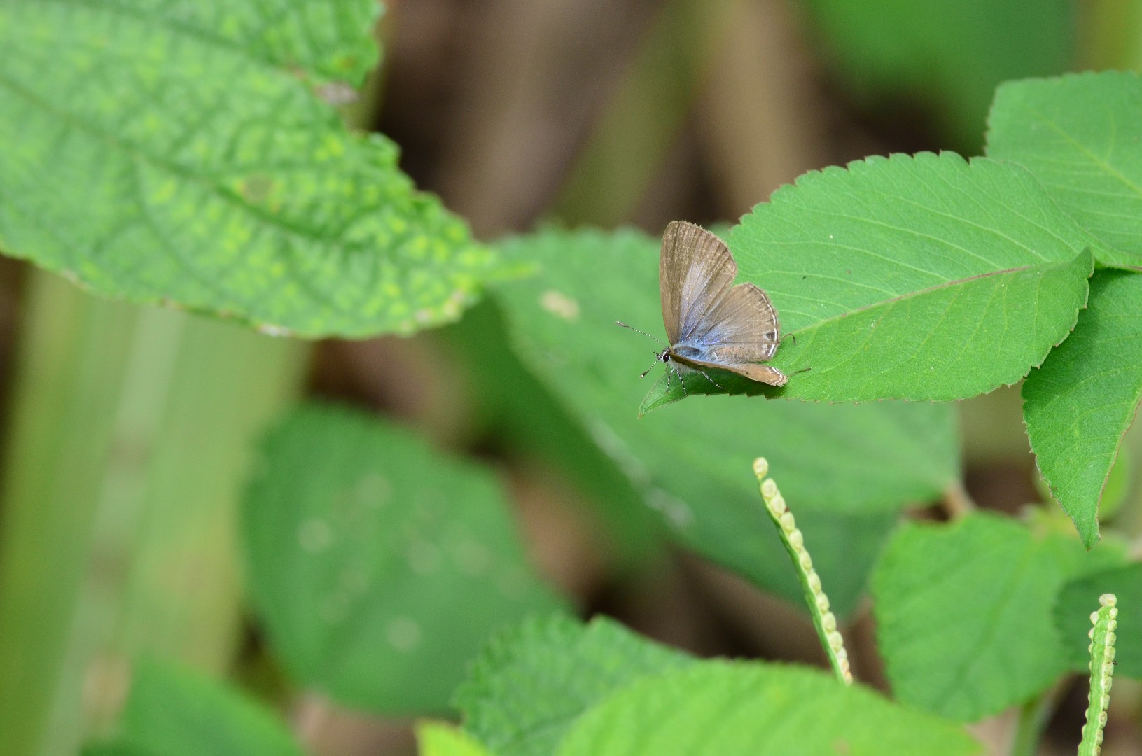 Common line blue How to identify it? - Picture Insect