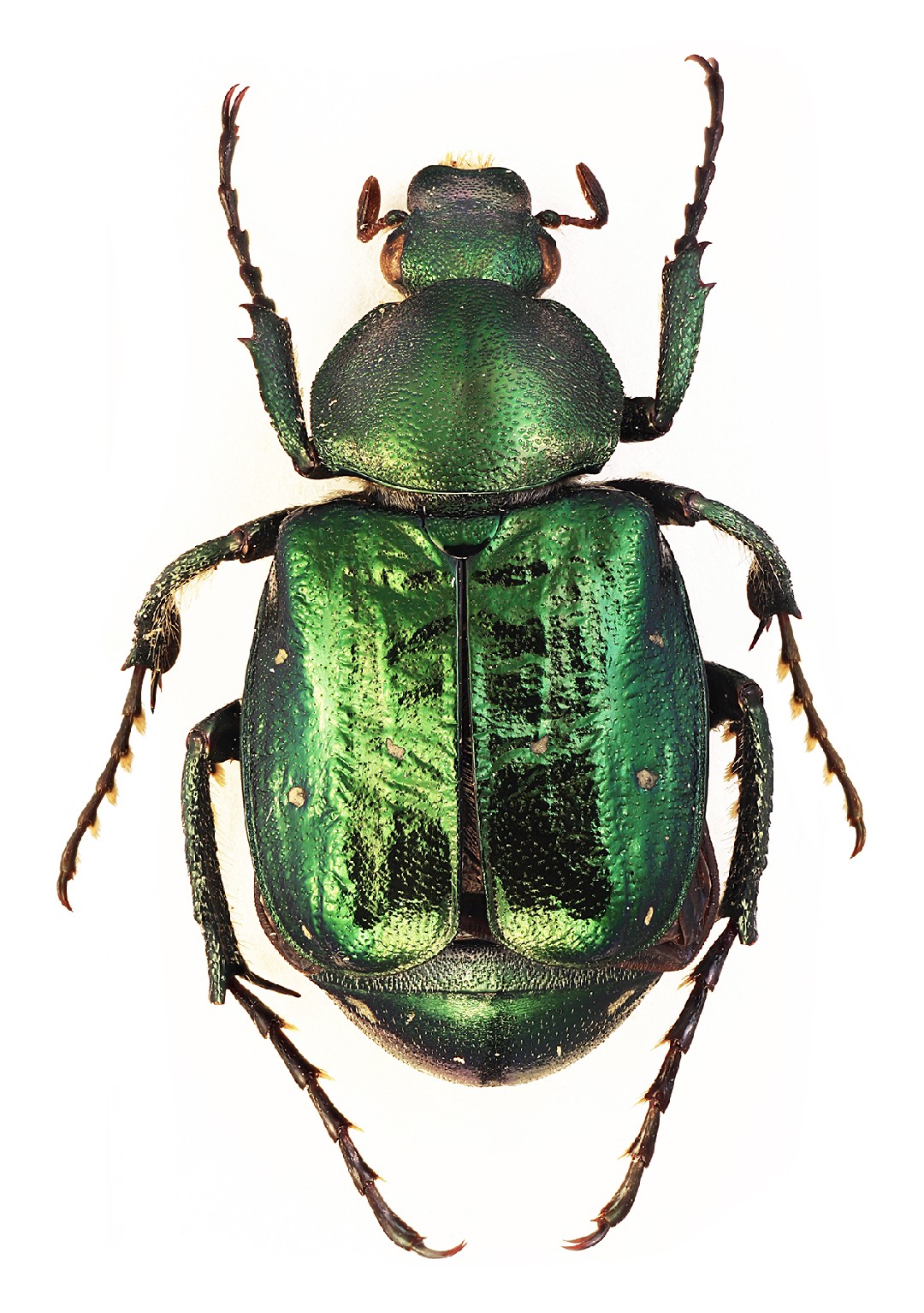 Gnorimus nobilis (Gnorimus nobilis) - Picture Insect