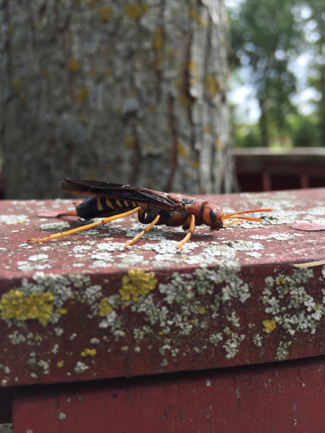 Pigeon Horntail How to identify it? - Picture Insect