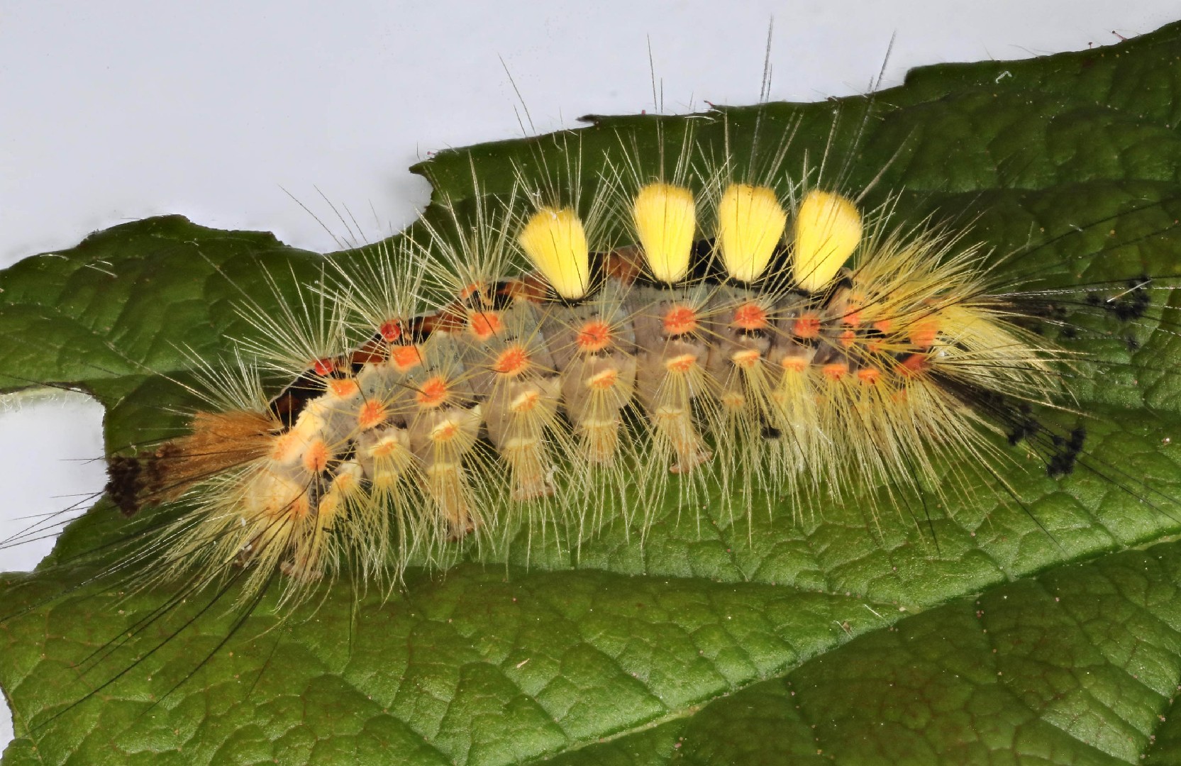 オルギア・アンティクア (Orgyia antiqua) - Picture Insect