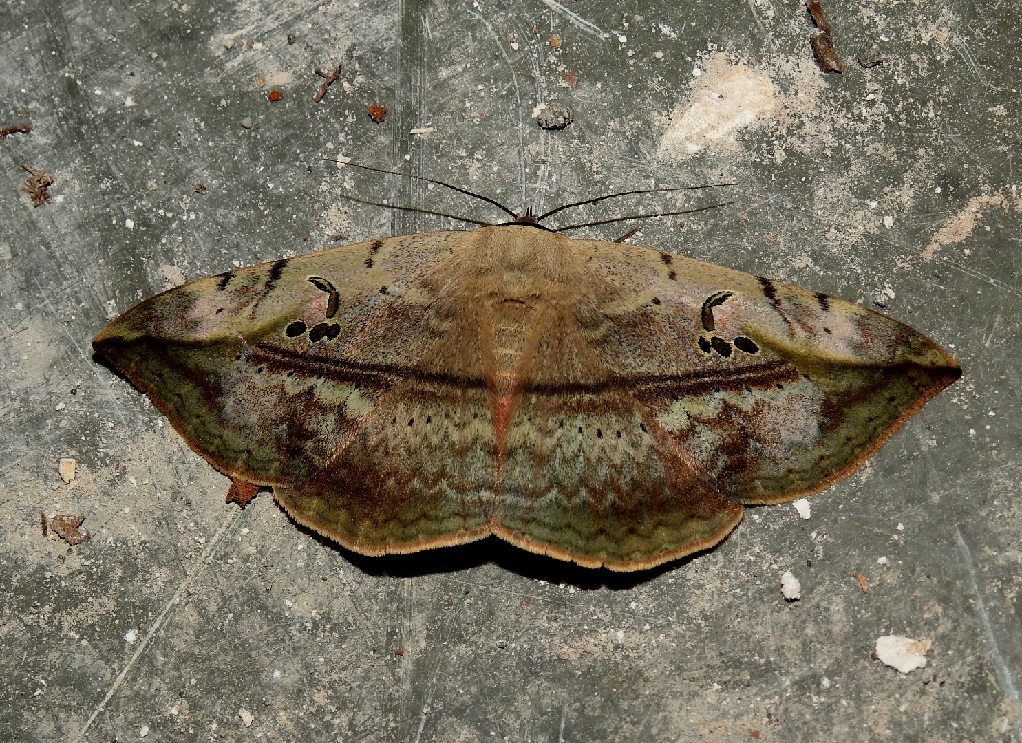 カキバトモエ (Hypopyra vespertilio) - Picture Insect