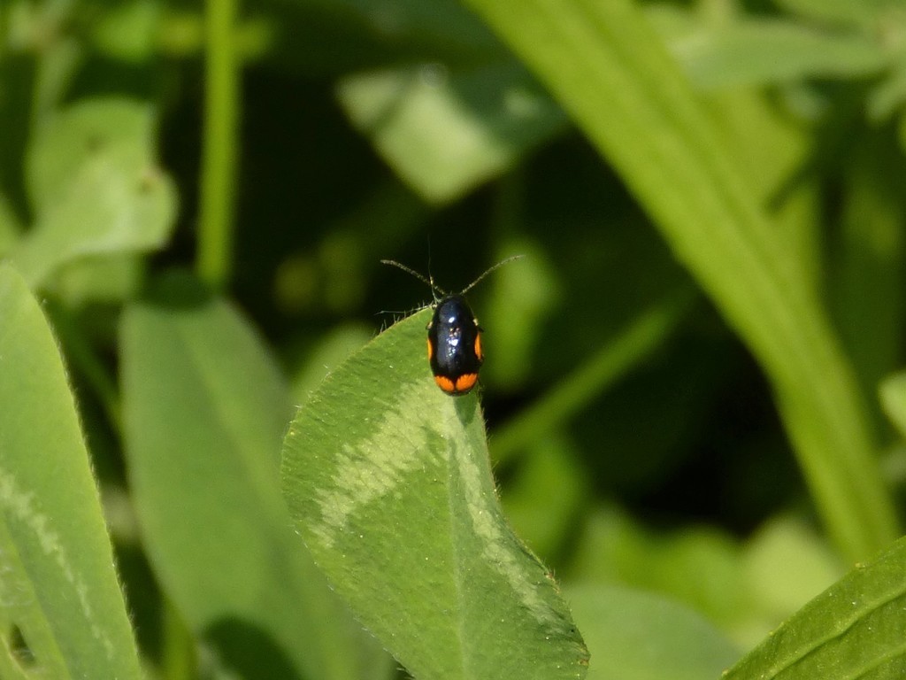Cryptocephalus moraei (Cryptocephalus moraei) - Picture Insect