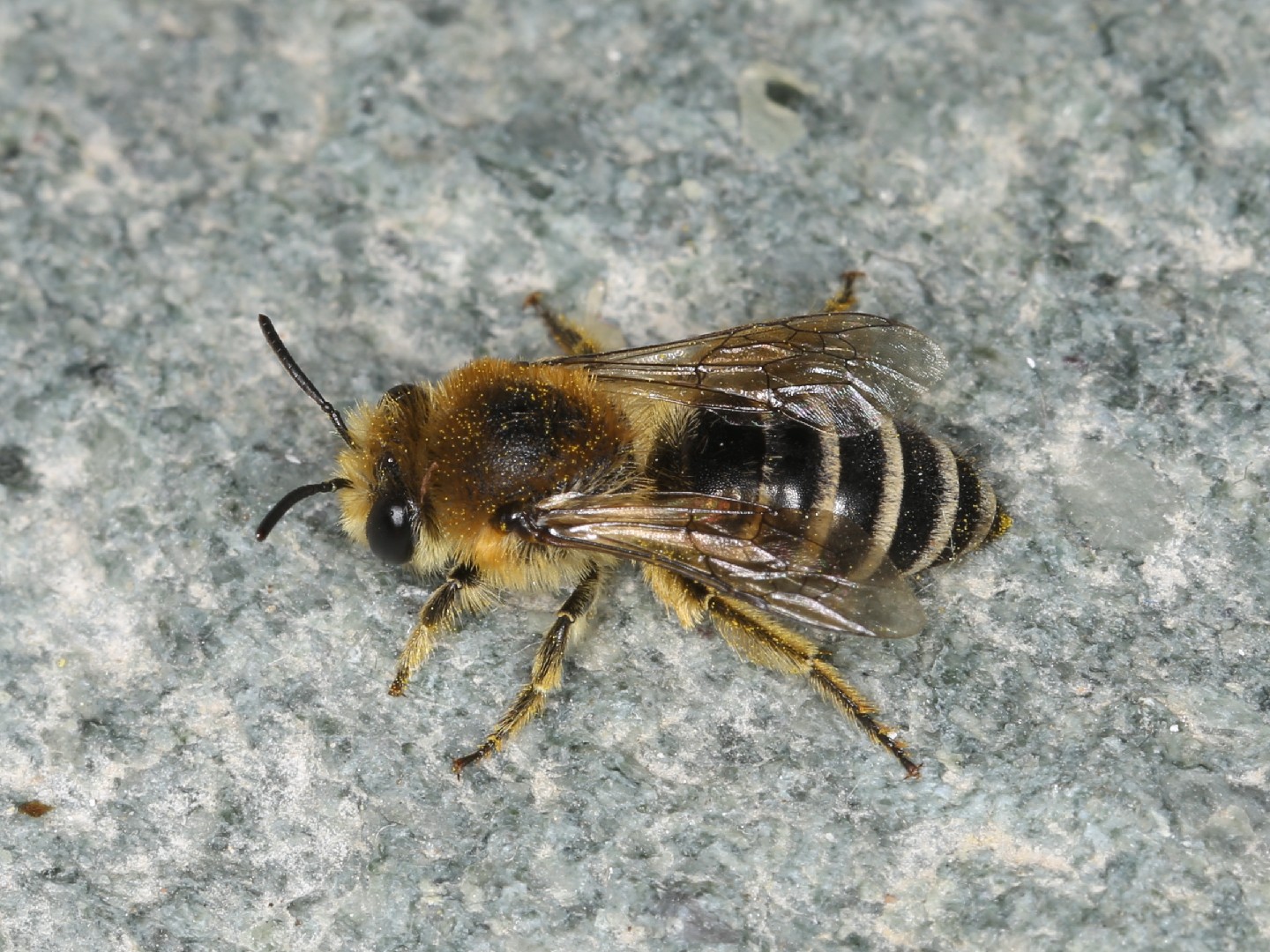 Collète commun (Colletes daviesanus) - Picture Insect