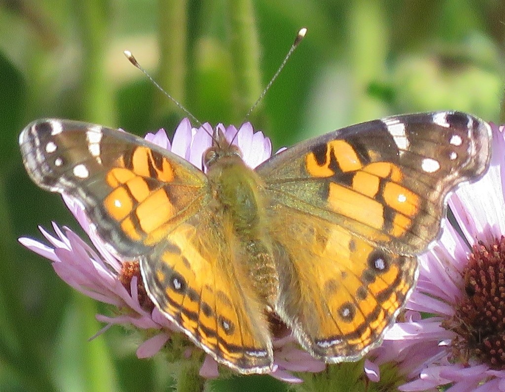 Vanesse des perlières (Vanessa virginiensis) - Picture Insect