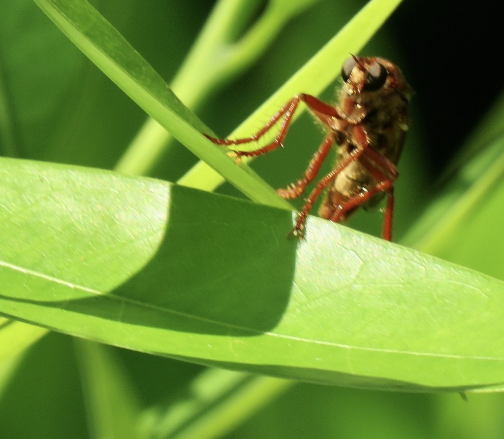 Callinicus calcaneus (Callinicus calcaneus) - Picture Insect