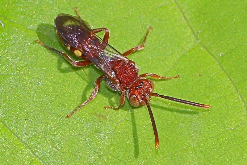 Nomada ruficornis (Nomada ruficornis) - Picture Insect