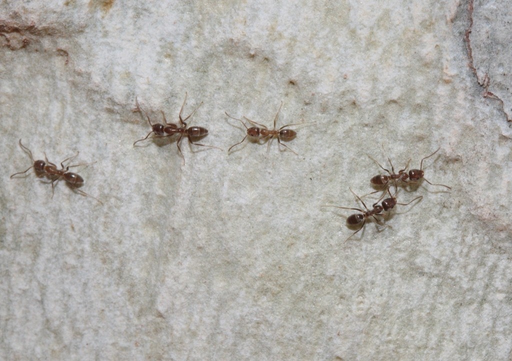 Picada De Formiga Argentina Picada De Formiga Principais Efeitos,