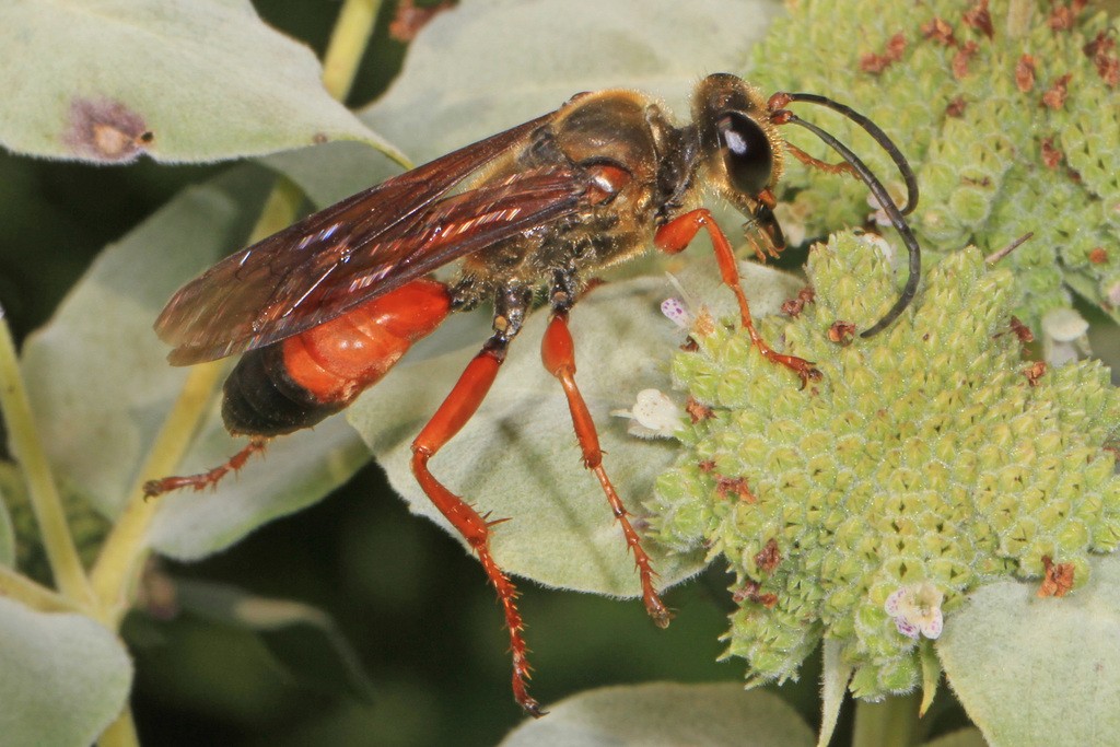 Sphex (Sphex) - Picture Insect