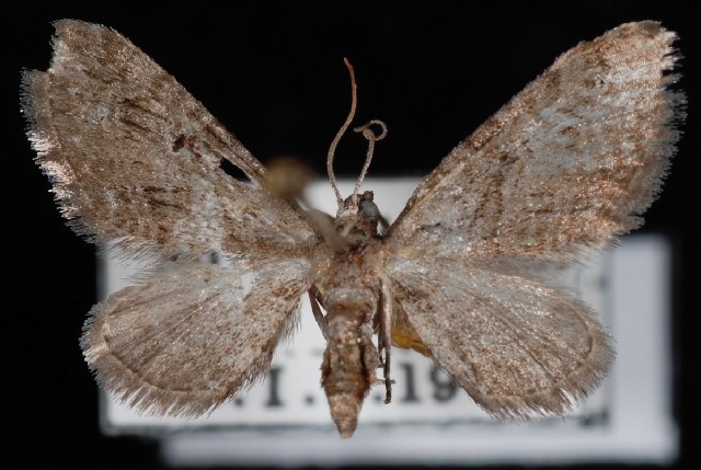 Eupithecia pusillata (Eupithecia pusillata) - Picture Insect