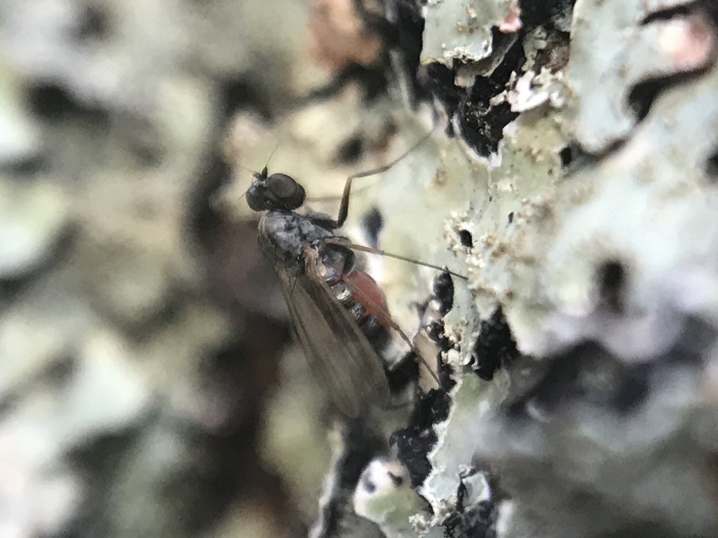 Medetera (Medetera) - Picture Insect