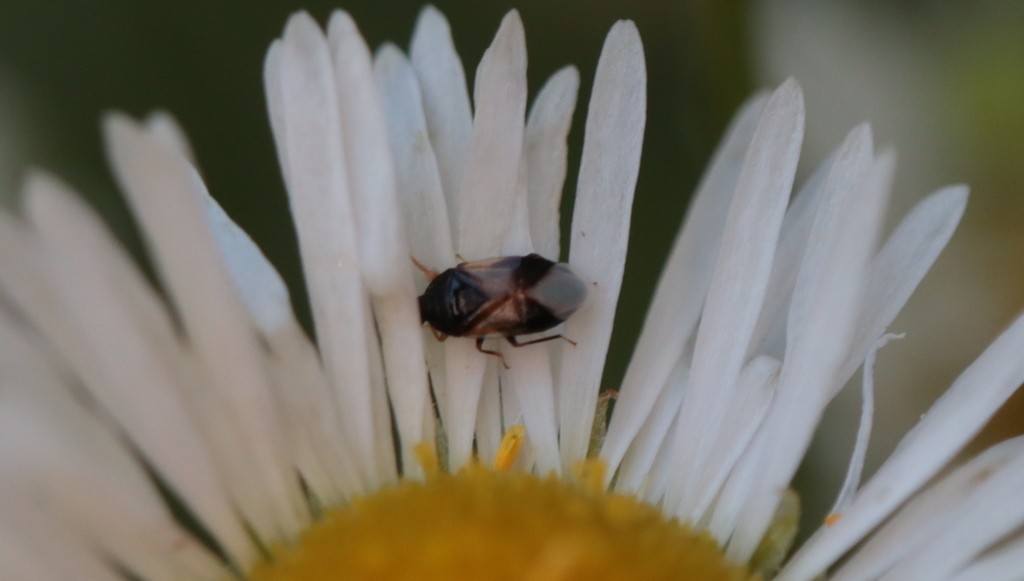 Orius (Orius) - Picture Insect