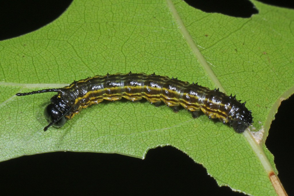 Anisota (Anisota) - Picture Insect