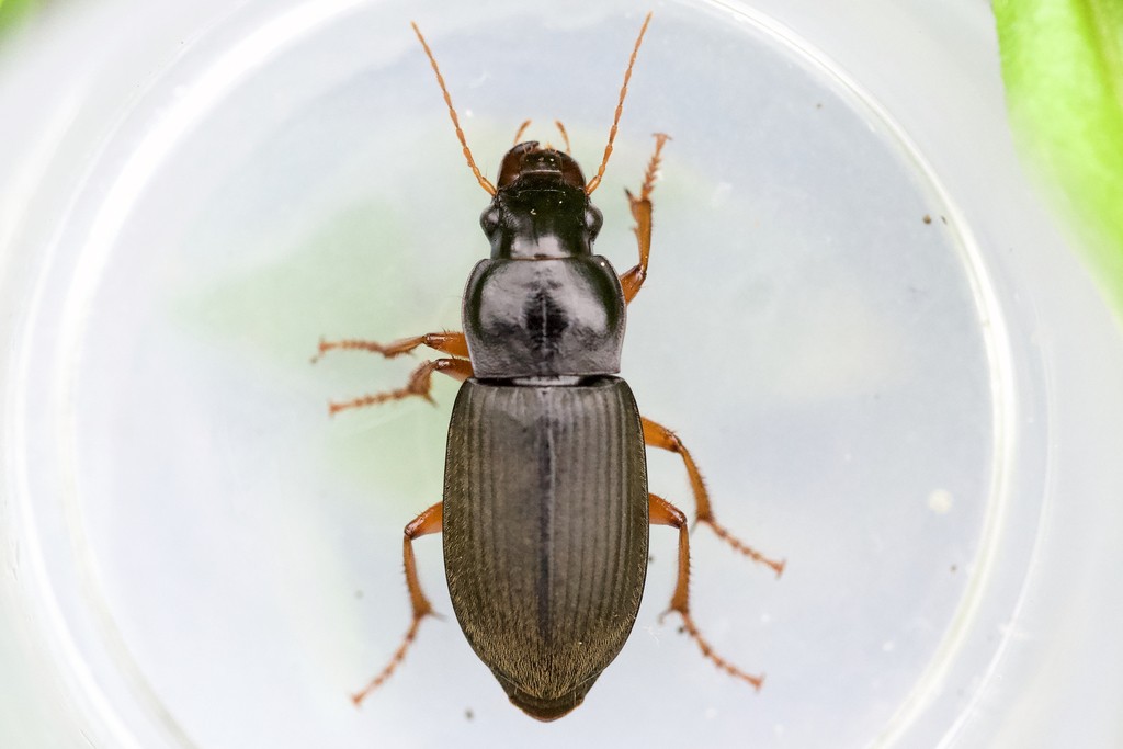 Harpalus rufipes (Harpalus rufipes) - Picture Insect