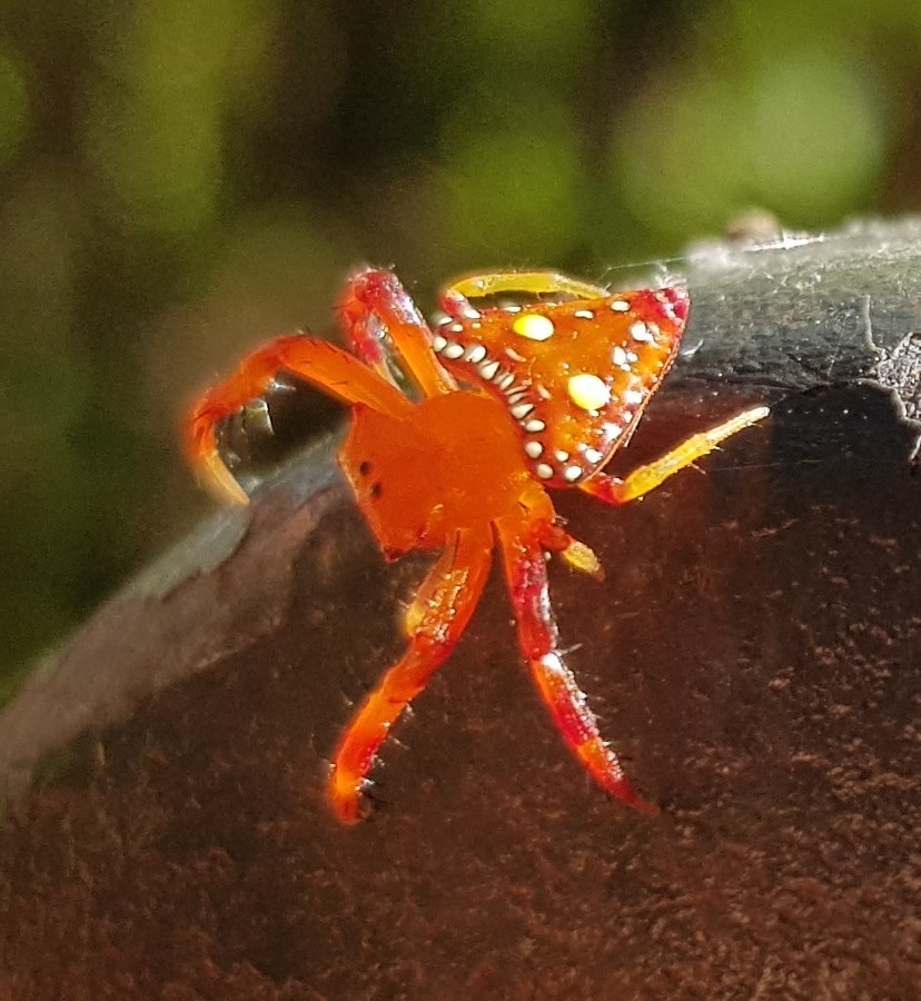 Araña triangular (Arkys lancearius) - Picture Insect