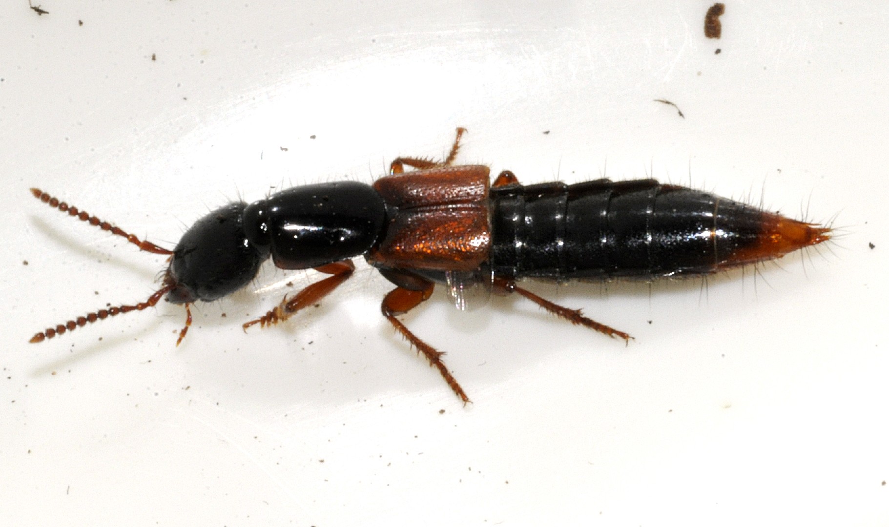 Othius (Othius) - Picture Insect