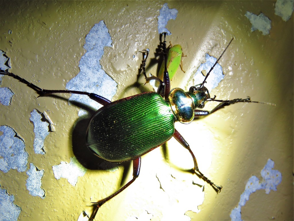 Calosoma scrutator (Calosoma scrutator) - Picture Insect