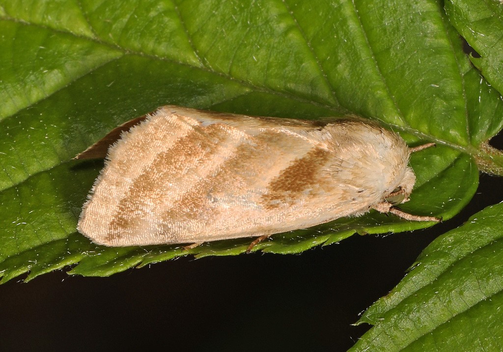 Schinia (Schinia) - Picture Insect