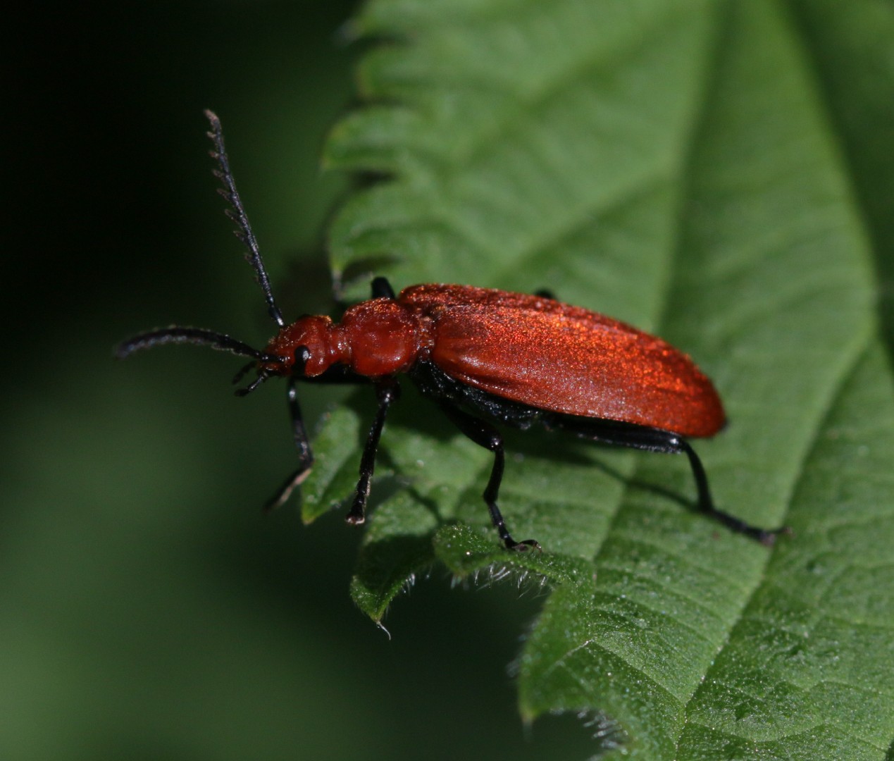 Pyrochroa (Pyrochroa) - Picture Insect