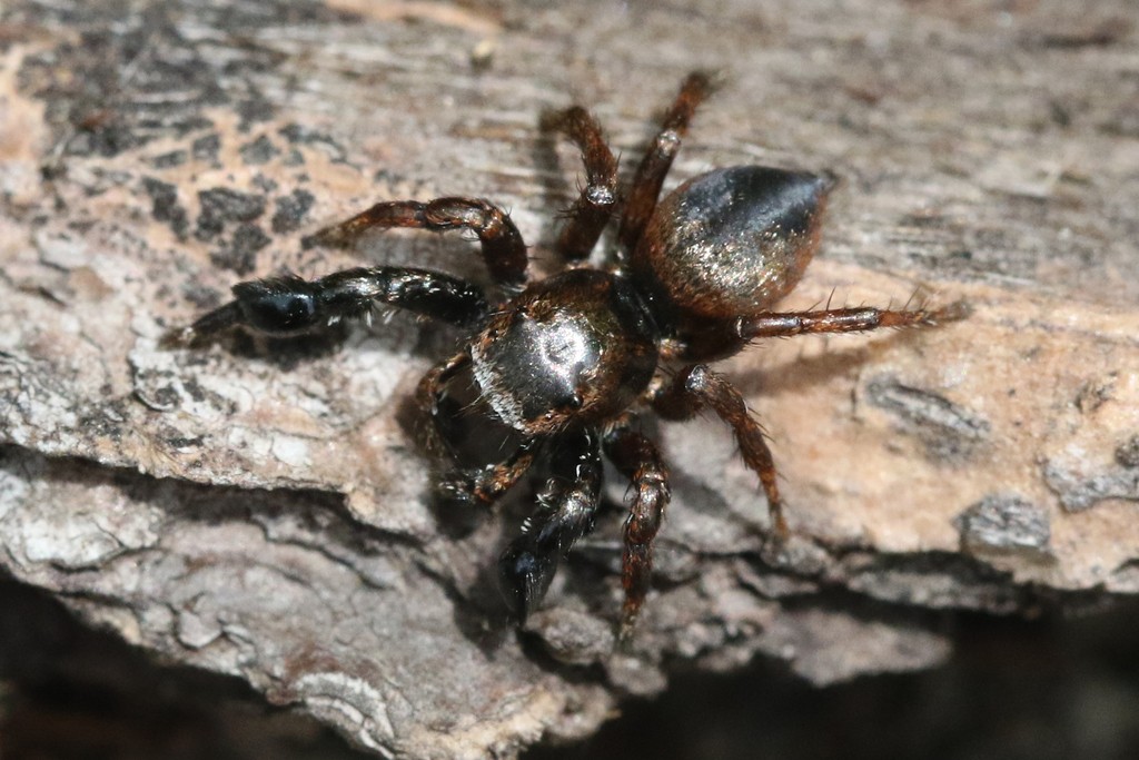 Habronattus oregonensis (Habronattus oregonensis) - Picture Insect