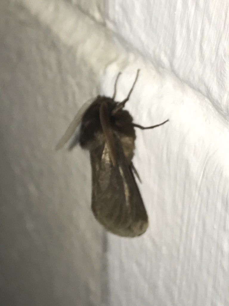 Gorgopis (Gorgopis) - Picture Insect