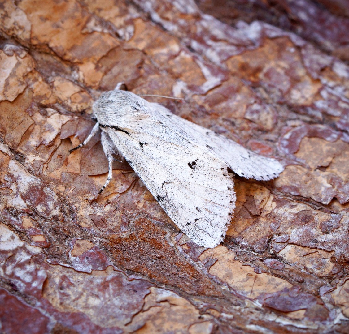 Acronicta leporina (Acronicta leporina) - Picture Insect