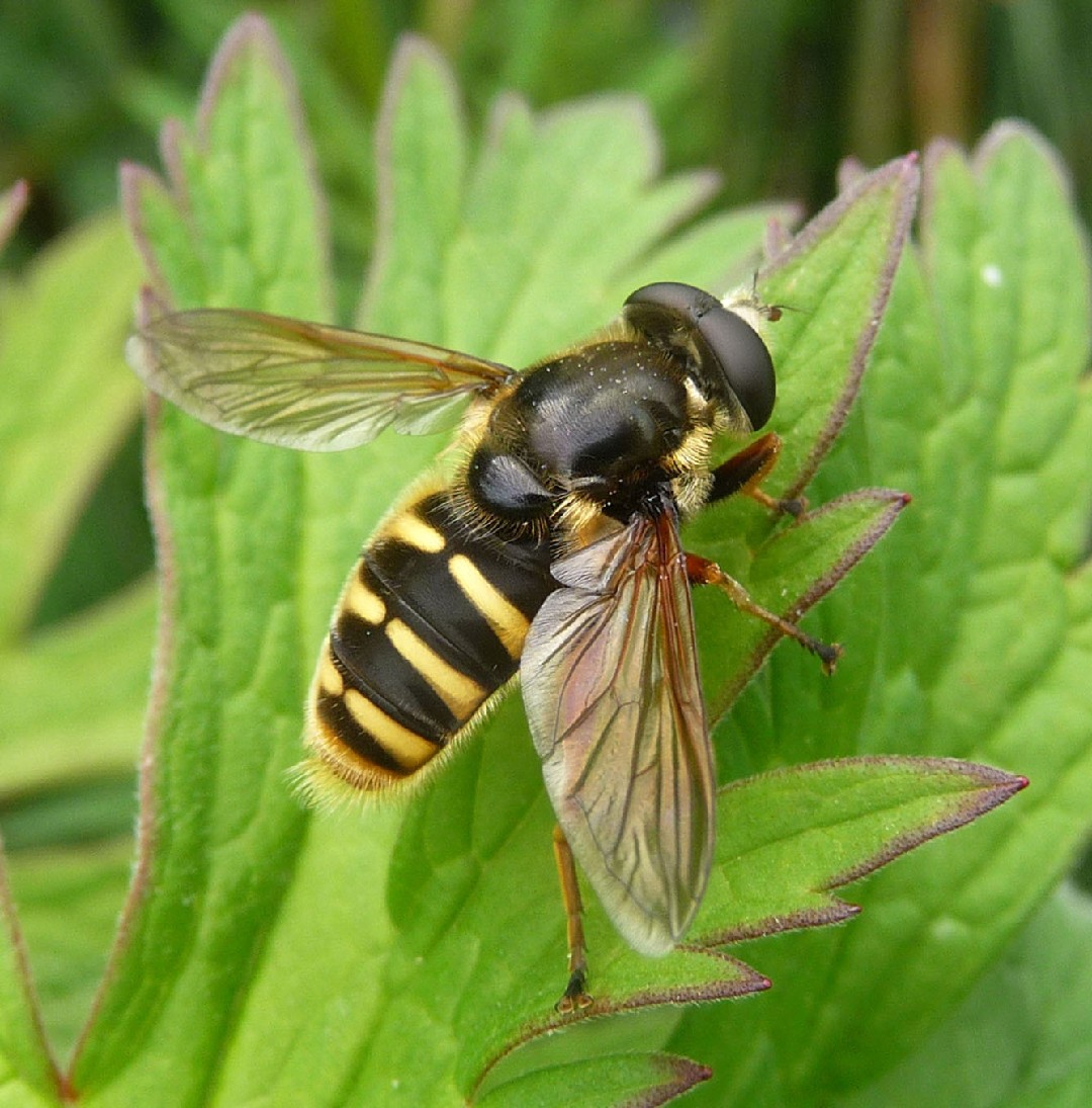 Common bog hoverfly (Sericomyia silentis) - Picture Insect