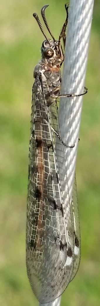 Larva De Formiga Leao Formiga Leão (Euroleon Nostras) Picture