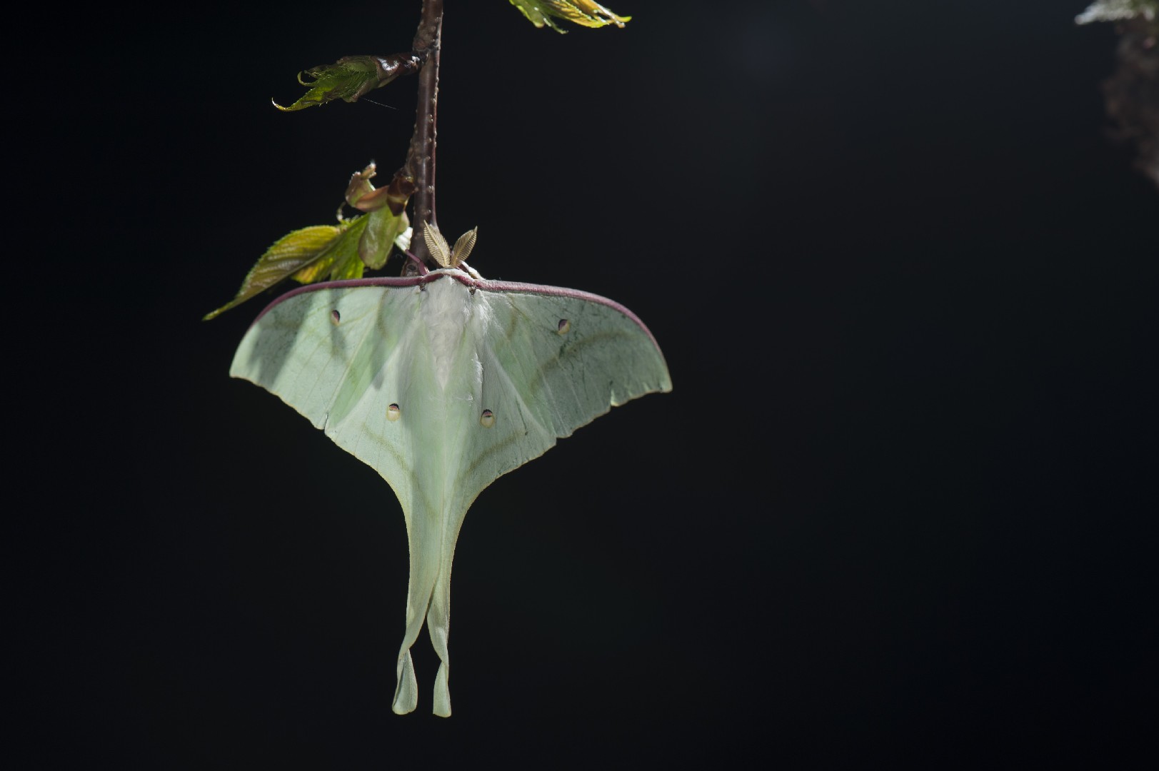 Indian Moon Moth Size