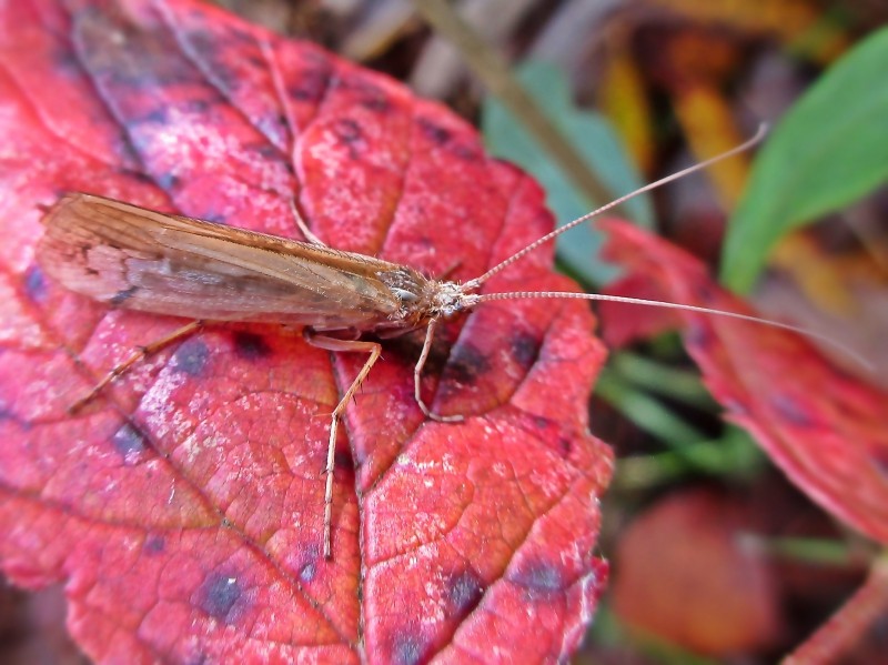 Limnephilus decipiens (Limnephilus decipiens) - Picture Insect