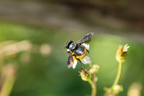 Carpenter-mimic leaf-cutter bee (Megachile xylocopoides) - Picture Insect