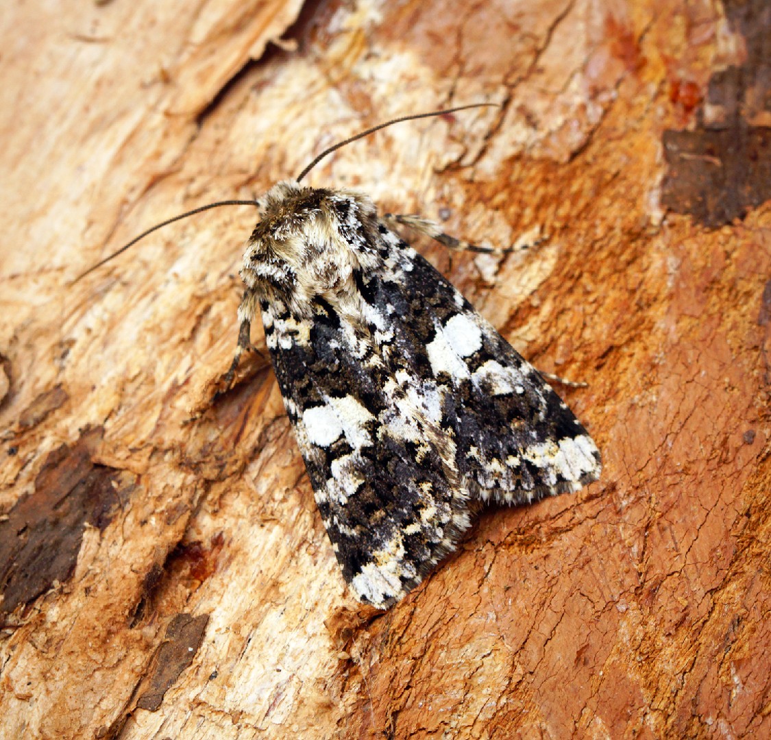 Corona jaspeada (Hadena confusa) - Picture Insect