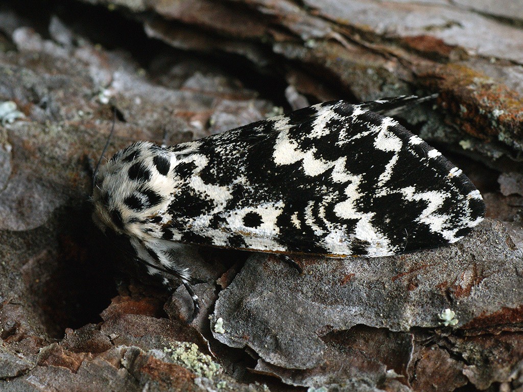 Panthea coenobita (Panthea coenobita) - Picture Insect