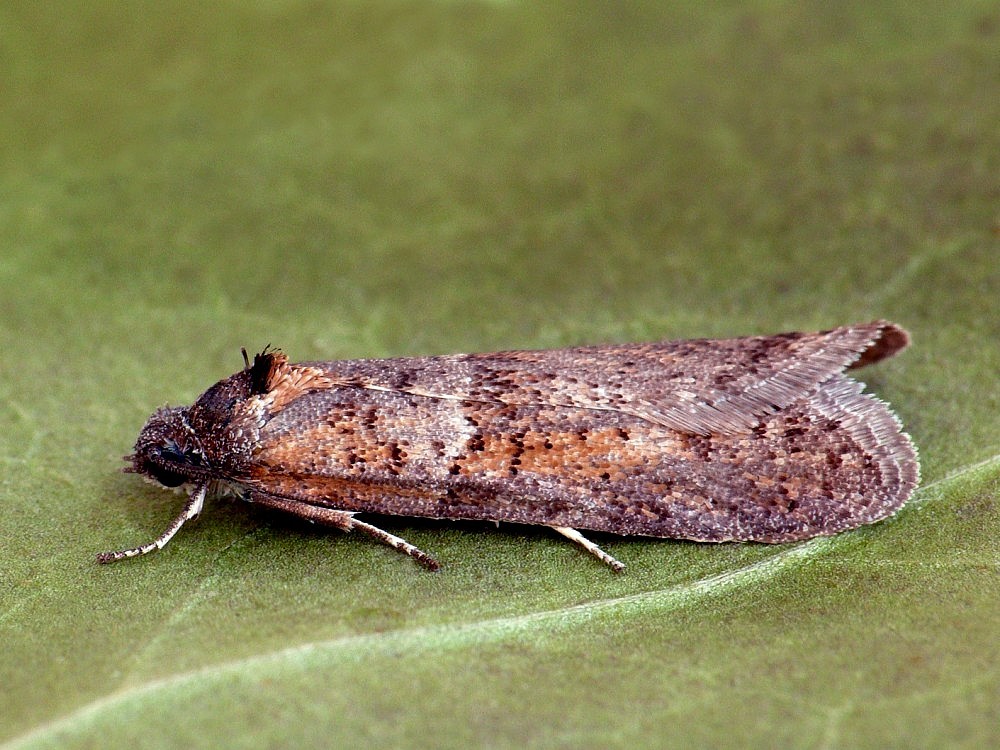 Tortricodes (Tortricodes) - Picture Insect