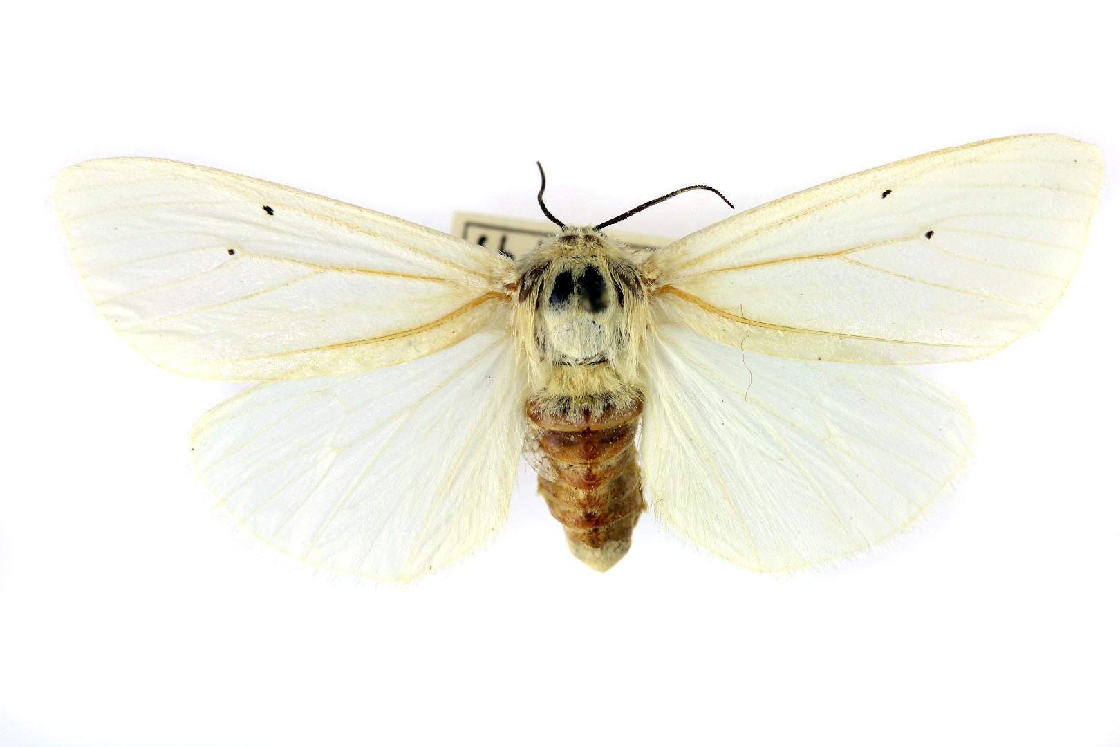 Water ermine (Spilosoma urticae) - Picture Insect