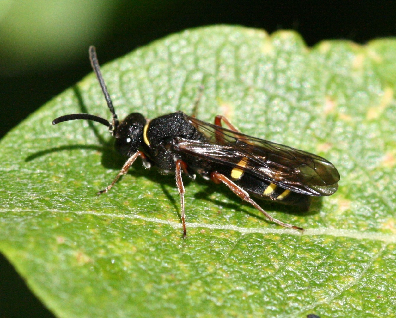 Nysson spinosus (Nysson spinosus) - Picture Insect