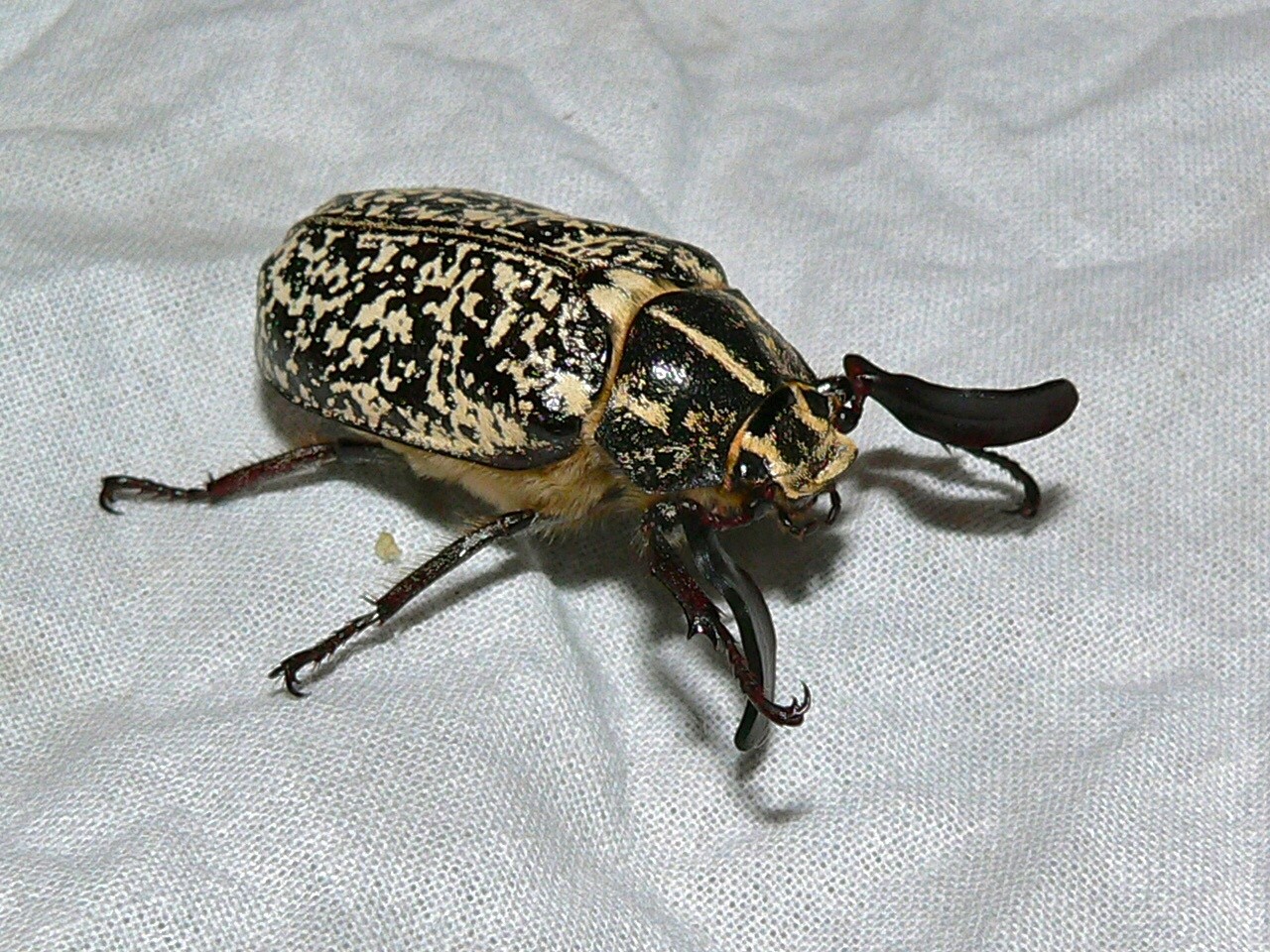 Scarabeo Del Pino Meridionale