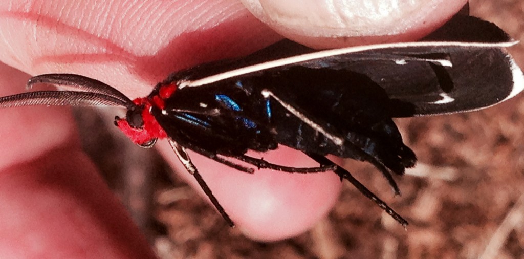 Ctenucha multifaria (Ctenucha multifaria) - Picture Insect