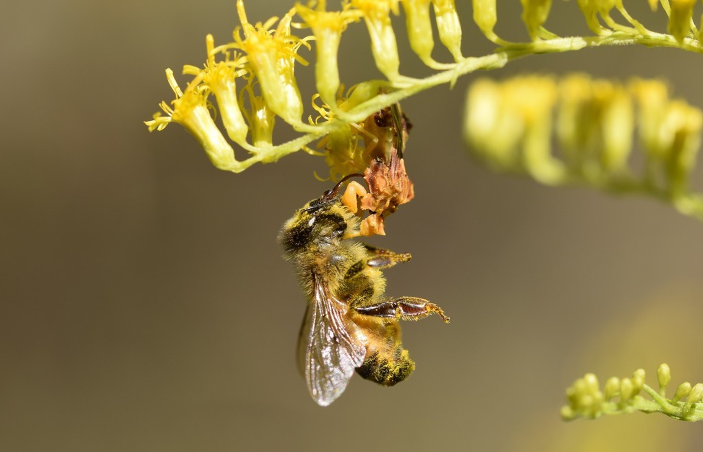 Jagged ambush bug (Phymata fasciata) - Picture Insect