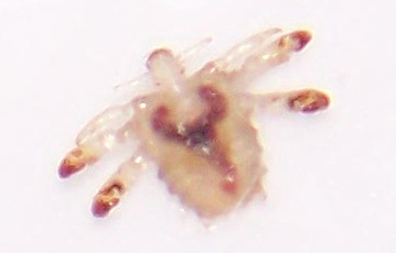 Levenscyclus Van Schaamluis