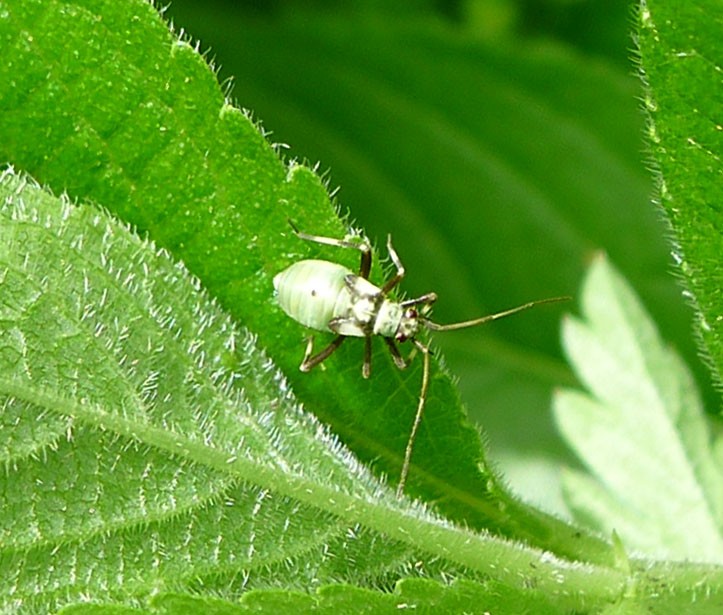 Calocoris alpestris (Calocoris alpestris) - Picture Insect