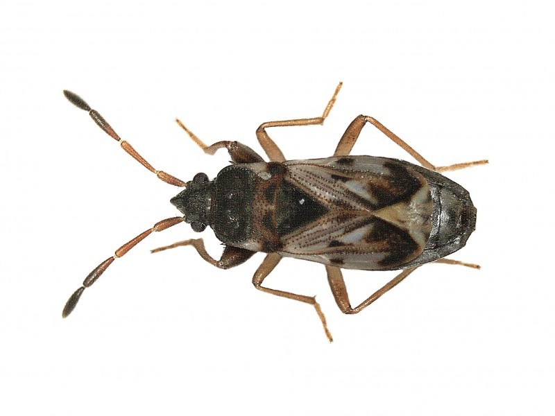 Scolopostethus affinis (Scolopostethus affinis) - Picture Insect