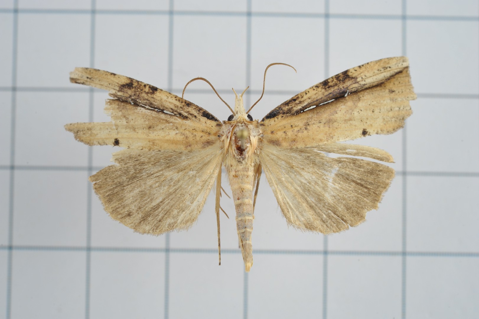 Cephena (Cephena) - Picture Insect