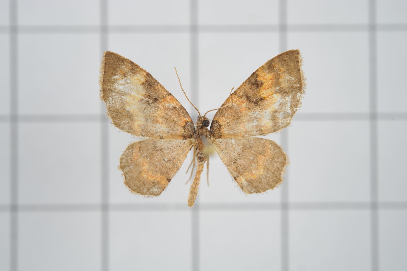 Hydrelia bicolorata (Hydrelia bicolorata) - Picture Insect